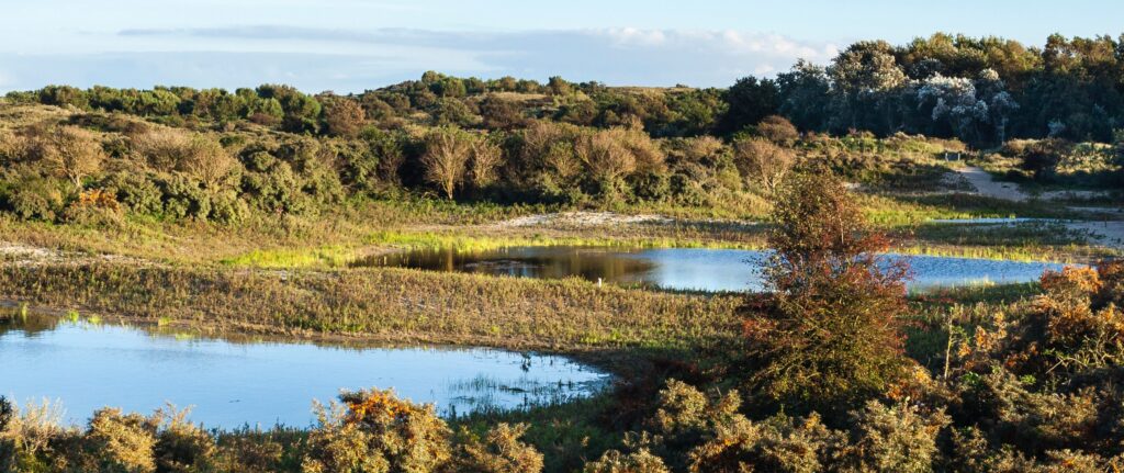 Climate transition plans: Why they matter and what you can do - Blog