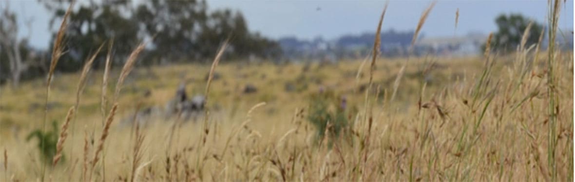 Financial Instruments for Managing Native Vegetation Offsets