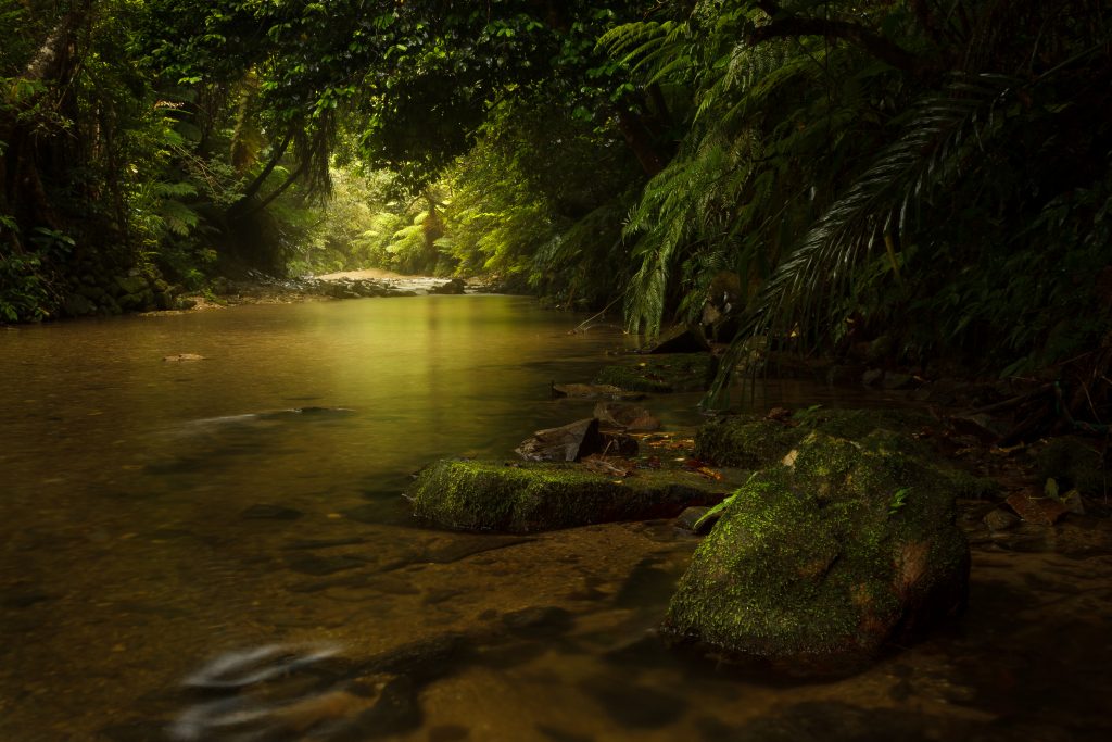 Nature's genius | Without Limits