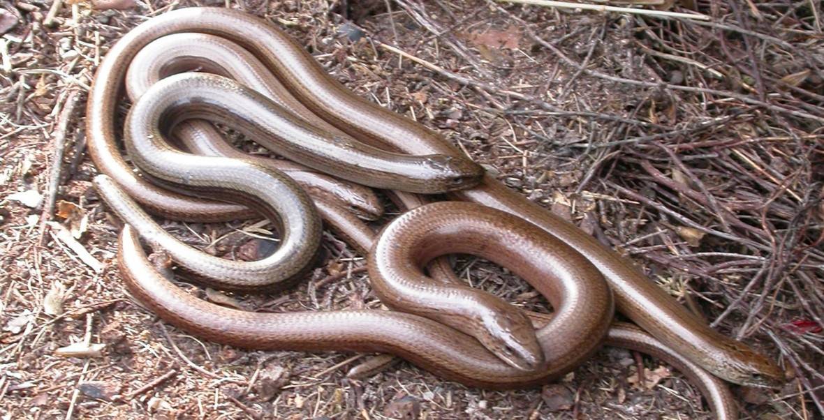 David Plant_Slow worms - South Africa